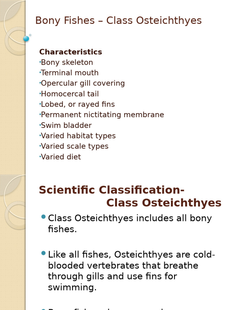 Bony Fishes | PDF | Egg | Fish