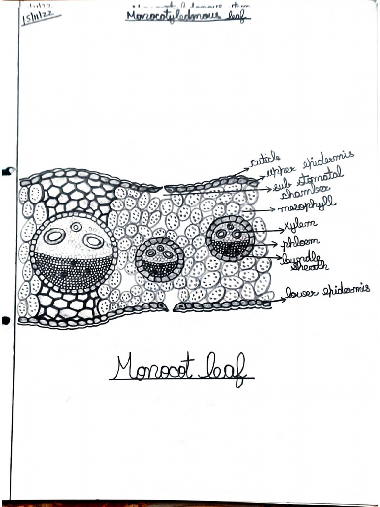 Anatomy of Dicots and Monocots | PDF