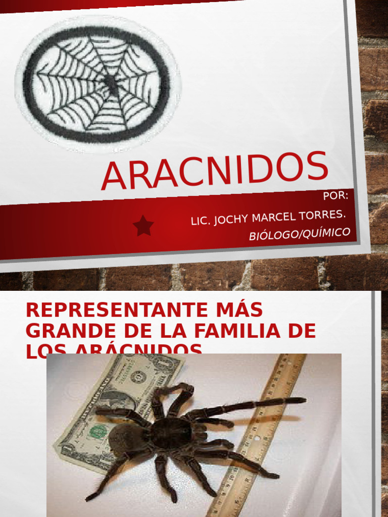Arácnidos: Dibujo y Biología | PDF | Estudios de idiomas extranjeros