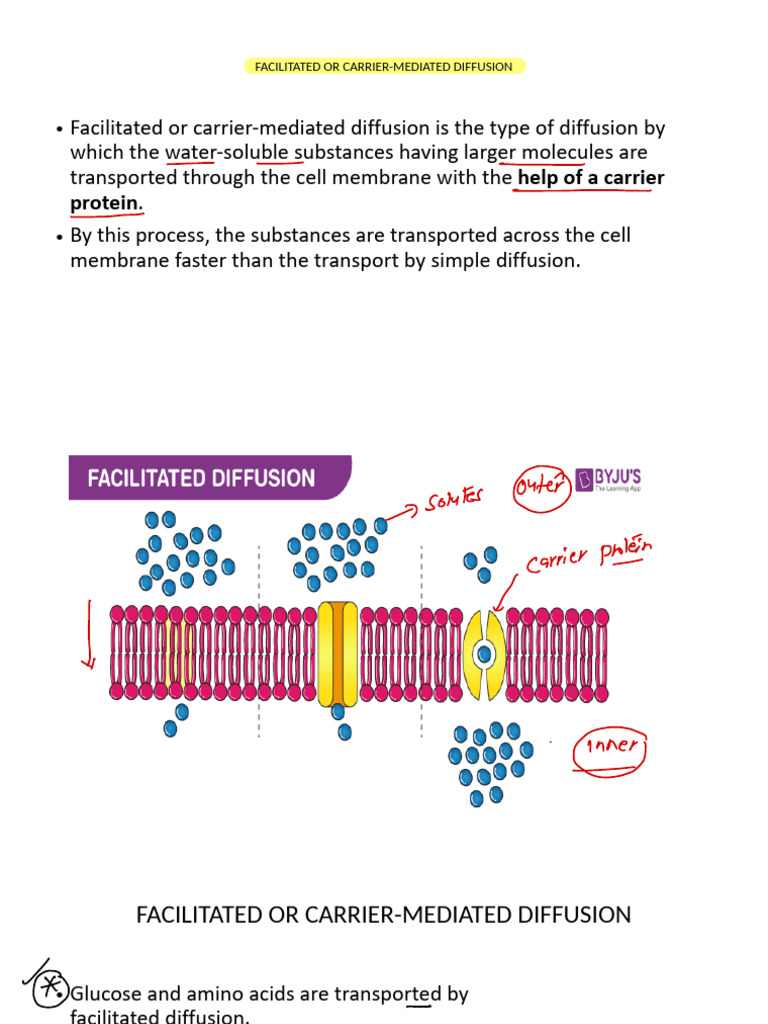 Introduction of General Physiology Part 3 | PDF | Cell Membrane | Diffusion