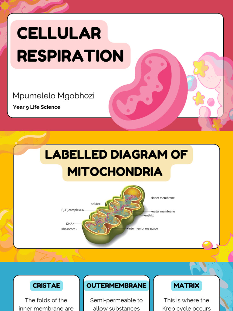 Cellular Respiration | PDF | Cellular Respiration | Adenosine Triphosphate