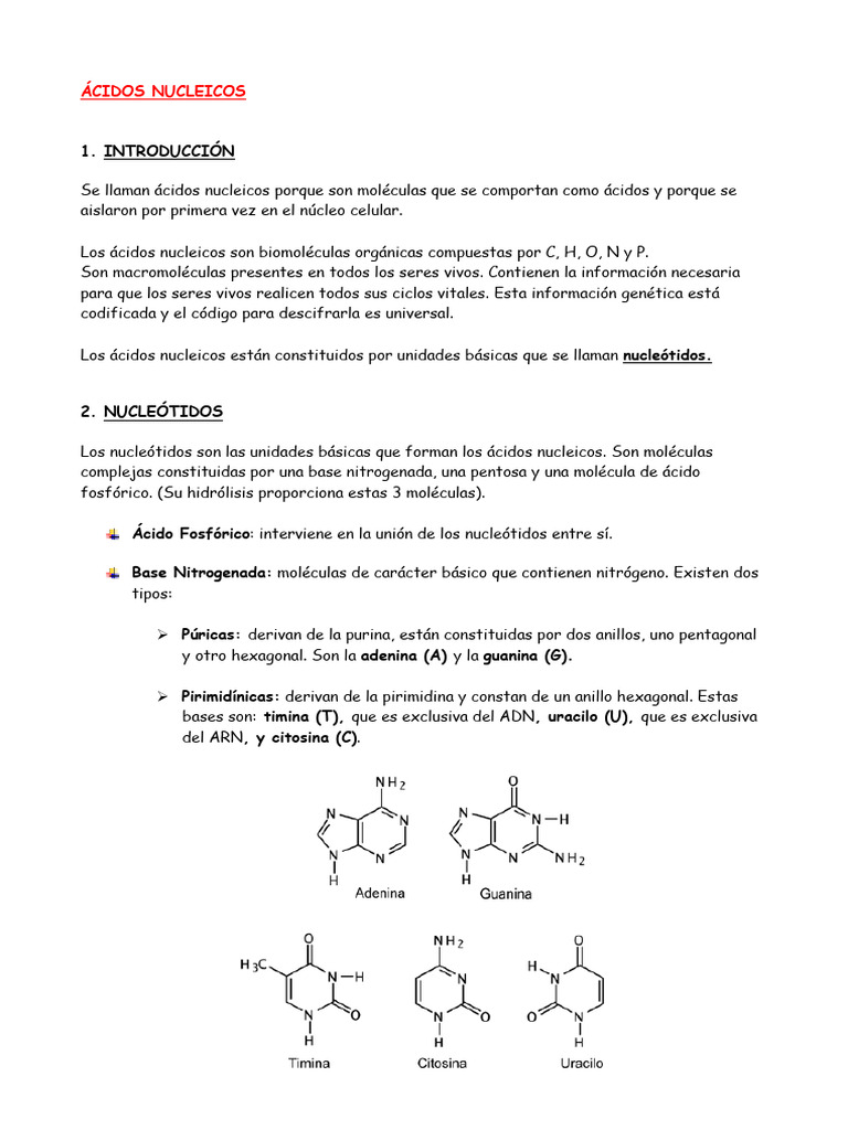 6) Ã Cidos Nucleicos | PDF | Rna | Ácidos nucleicos