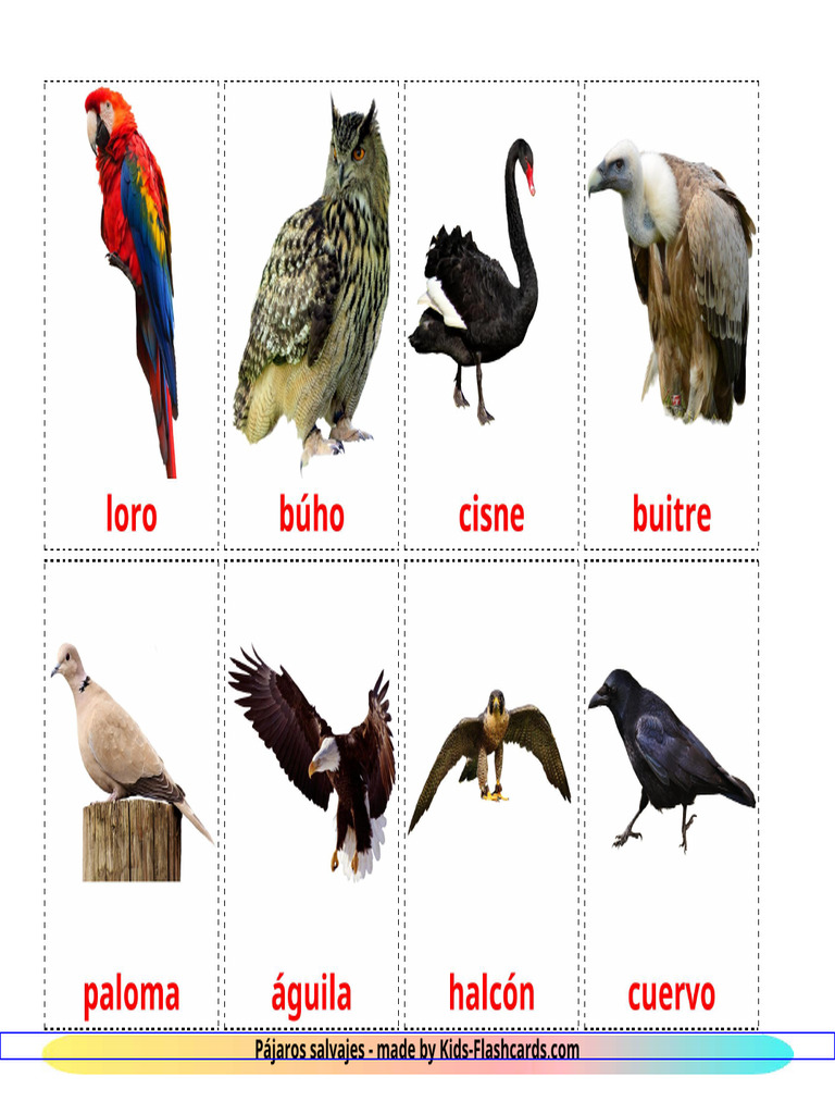 Wild Birds Flashcards in Spanish | PDF
