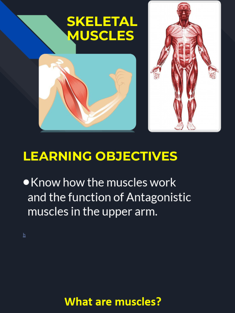 ? Muscles Lesson 1 & 2 | PDF | Muscle | Arm