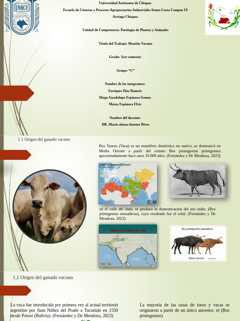 Exposicion de Mastitis en Ganado Vacuno 2.1.1 READY | PDF | Vacas | Leche