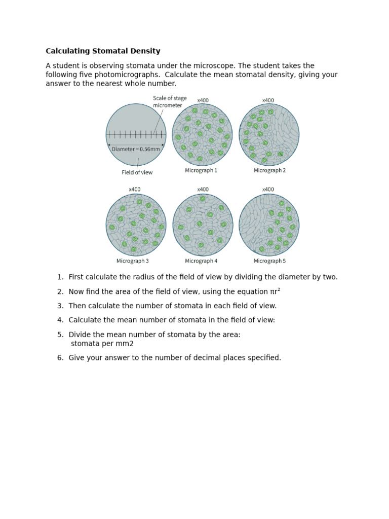 Calculating Stomatal Density | PDF