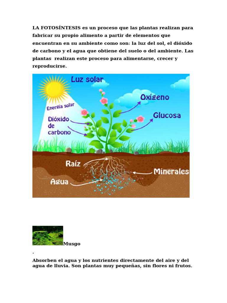 LA FOTOSÍNTESIS Es Un Proceso Que Las Plantas Realizan para Fabricar Su ...