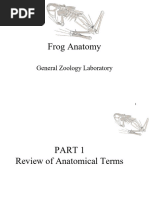 Endoskeleton of Frog (With Diagram) : The Endoskeleton Is Described ...