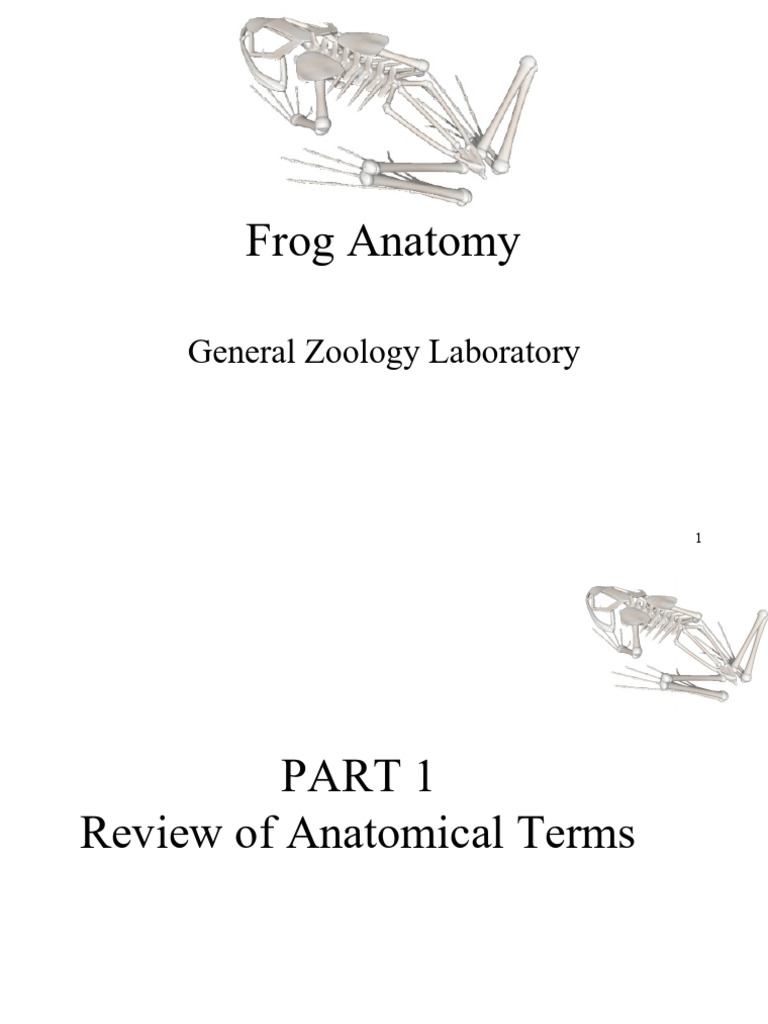 Frog Anatomy and Dissection Guide | PDF | Anatomical Terms Of Location | Human Digestive System