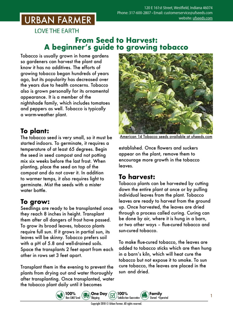 Instructions for Growing Tobacco | PDF | Tobacco | Seed