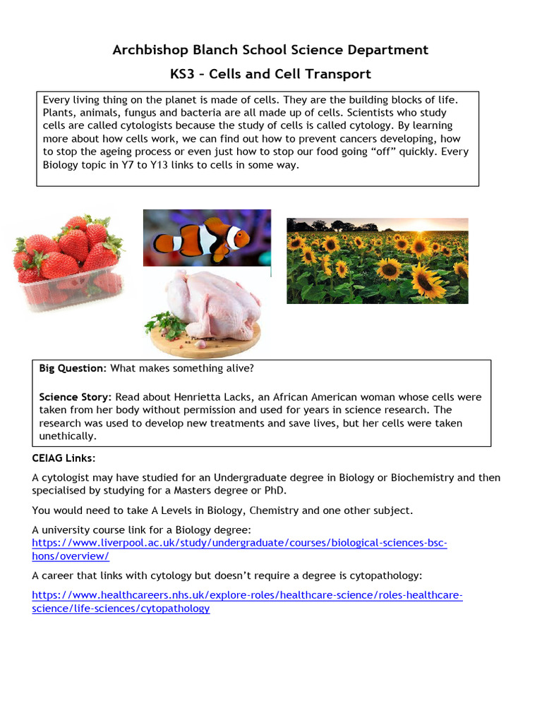 KS3 Cells and Transport Overview | PDF | Eukaryotes | Cell (Biology)