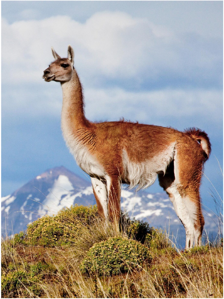 Guanaco | PDF