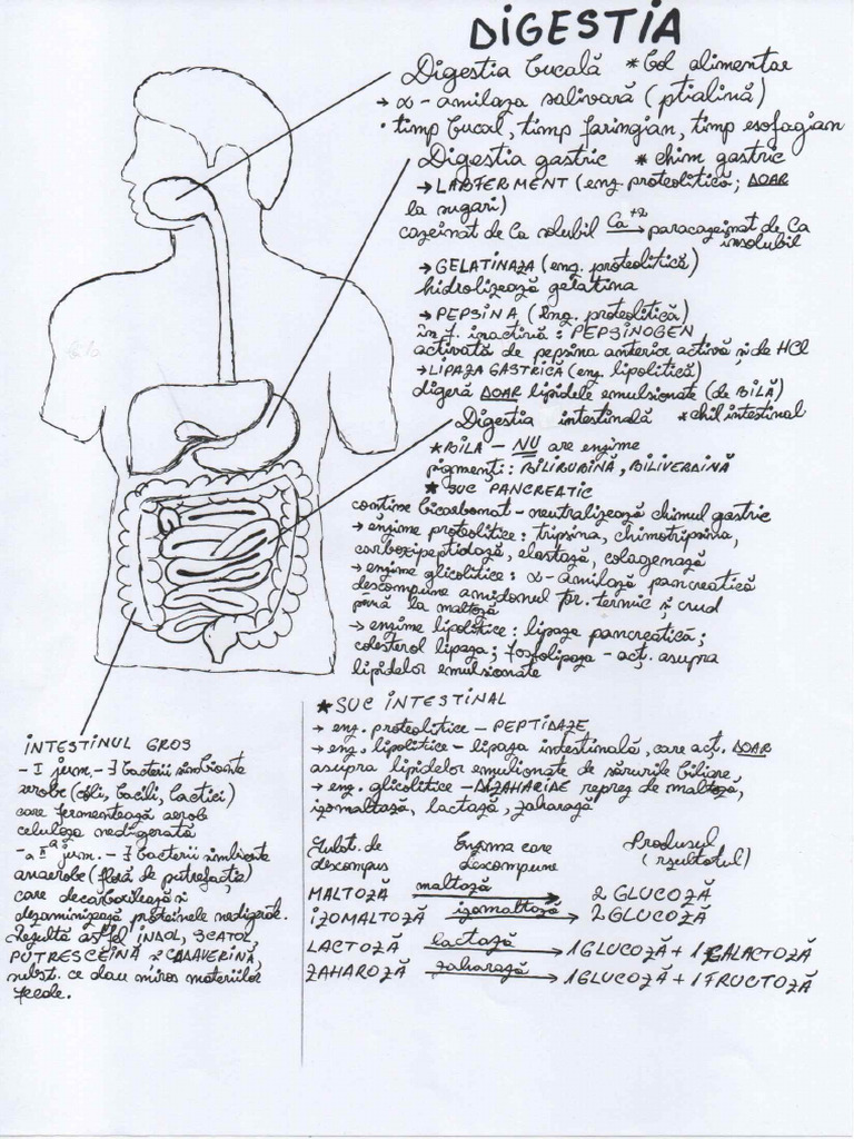 Digestia Pe Scurt | PDF