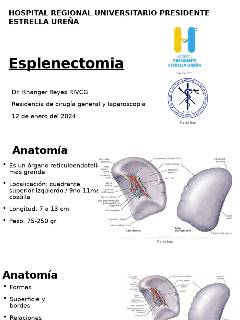 Esplen Ecto Mia | PDF | Bazo | Sangre