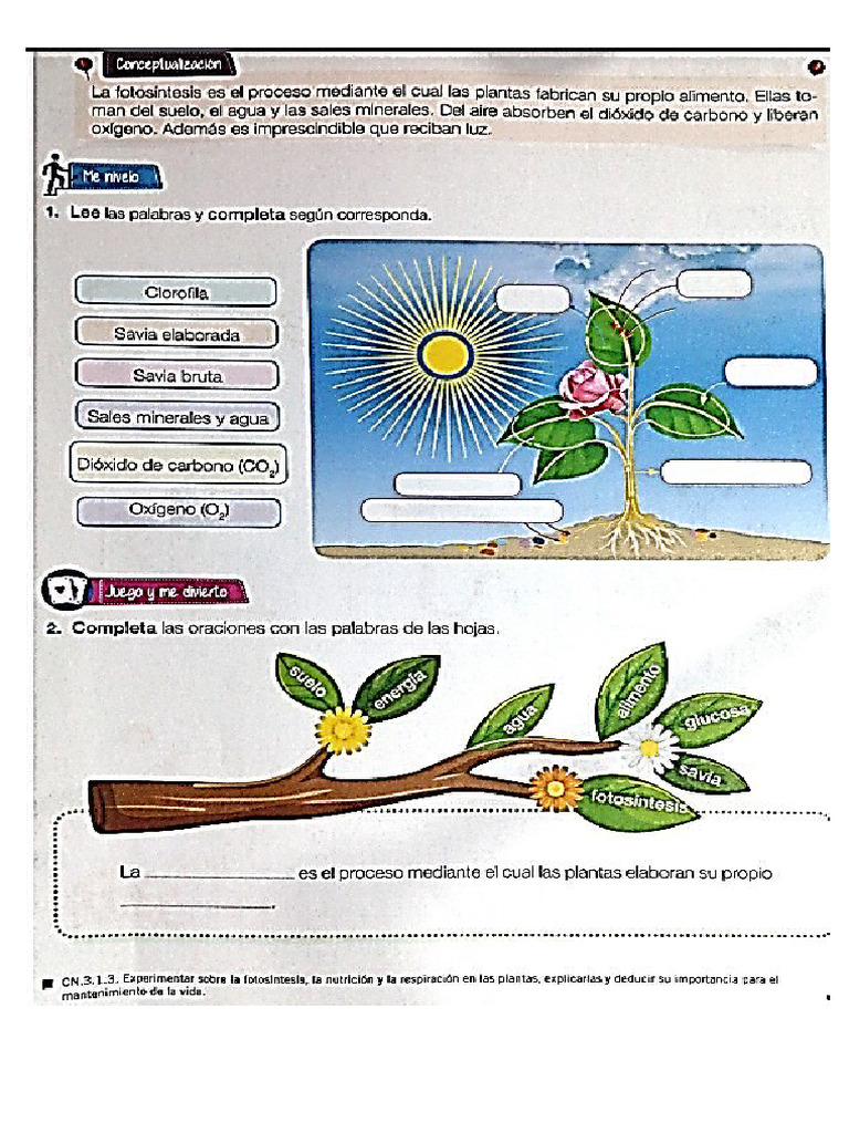 Hoja de La Fotosintesis | PDF