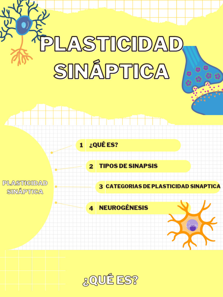 Plasticidad Sináptica | PDF