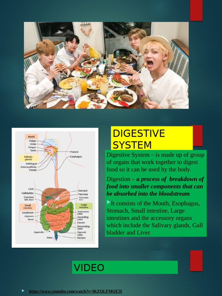 Digestive System | PDF | Digestion | Human Digestive System