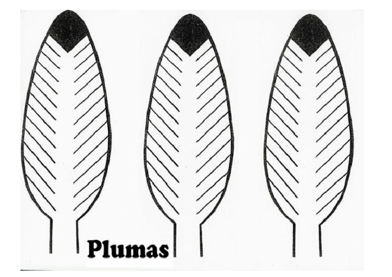 Plumas | PDF