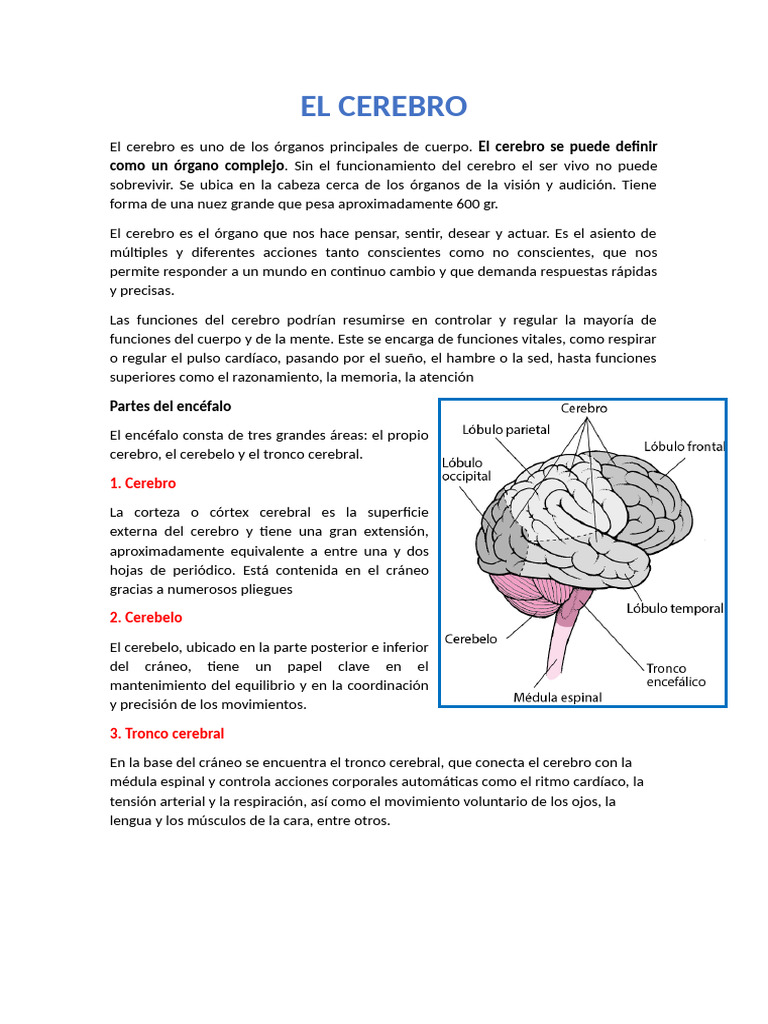 Funciones y Estructura del Cerebro | PDF | Cerebro | Nervio