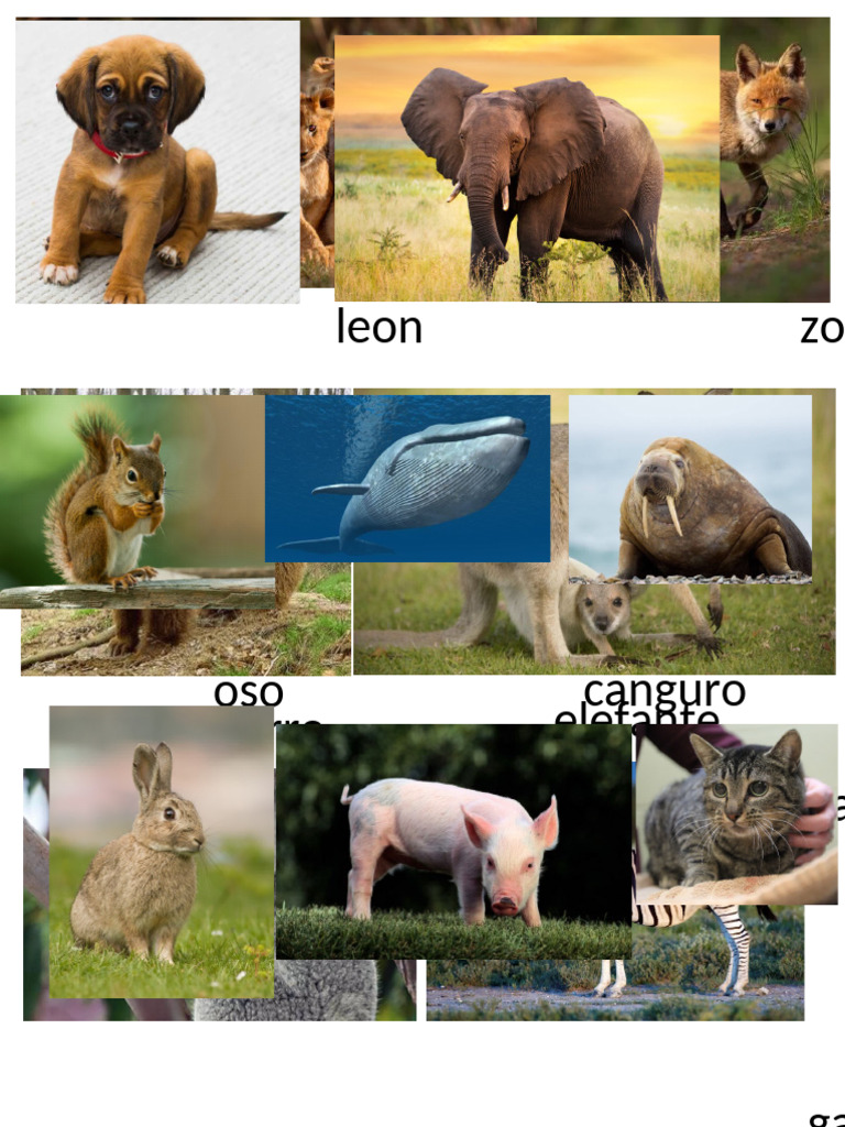 Mamiferos y Letras Imagnes 13 | PDF