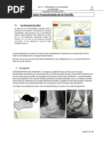 Radioanatomie Cheville-Pied | PDF | Pied | Système squelettique