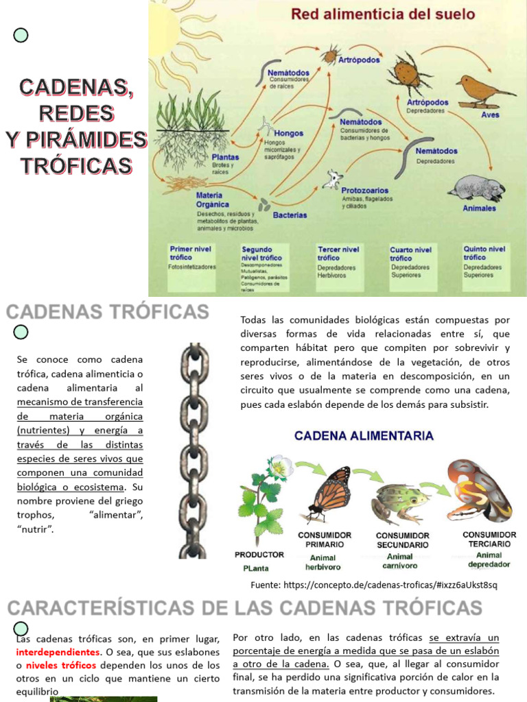 CADENAS,+PIRÁMIDES+Y+REDES+TRÓFICAS | PDF | Red alimentaria | Biomasa ...