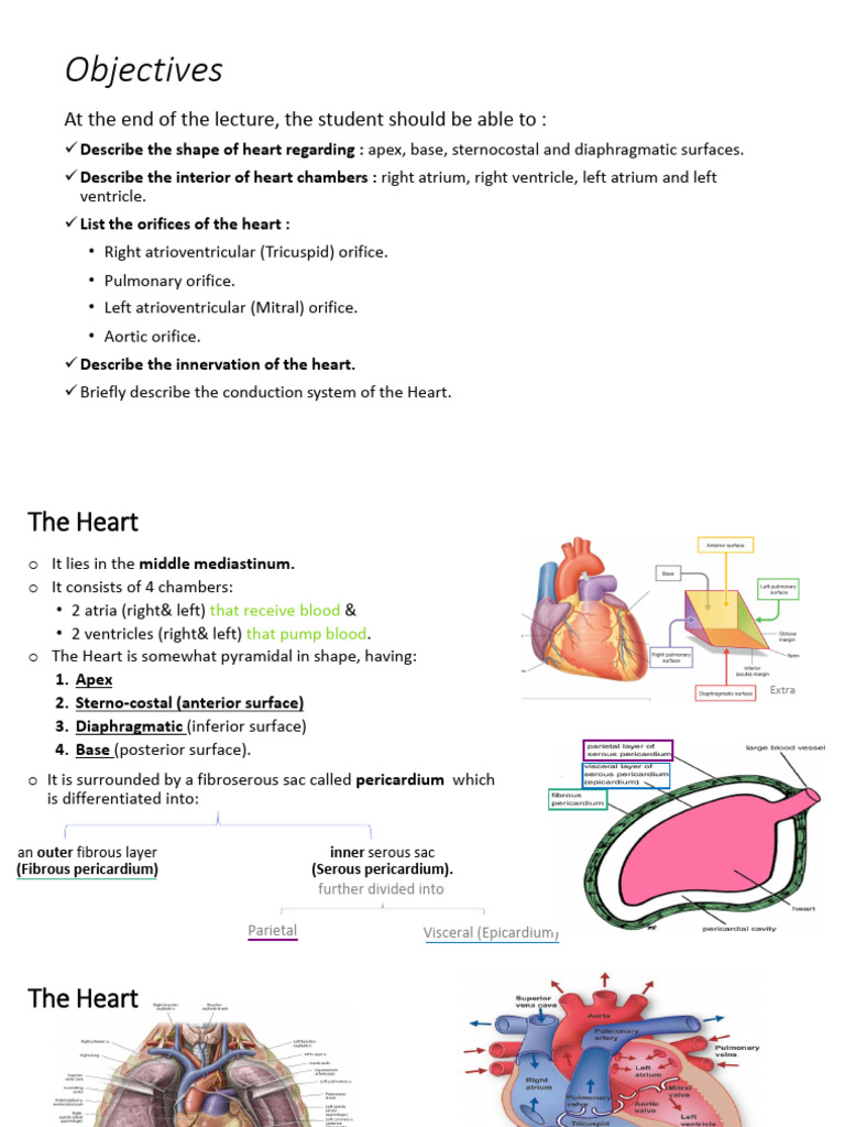 Anatomy of The Heart | PDF | Heart Valve | Heart