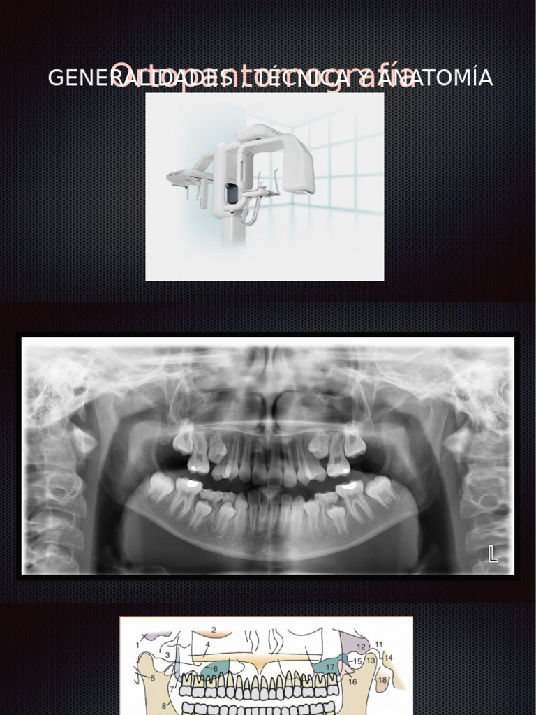 Opg 2024 | PDF | Anatomía humana