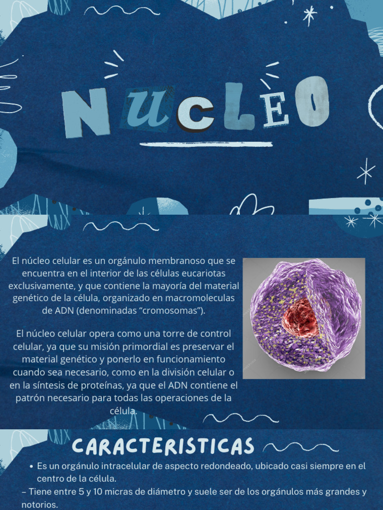 El Núcleo Celular | PDF | Nucleo celular | Biología Celular)