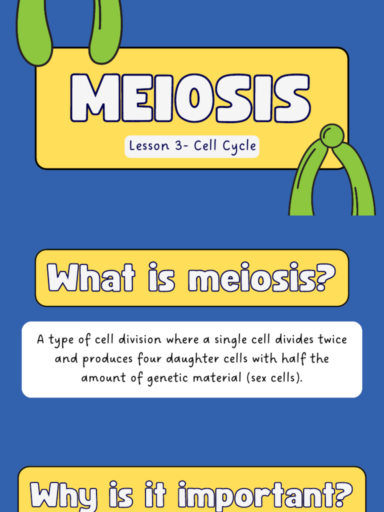 Understanding Meiosis: Stages Explained | PDF | Science & Mathematics
