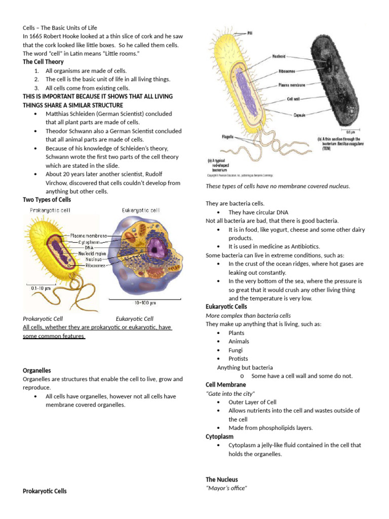 Cells | PDF | Cell (Biology) | Endoplasmic Reticulum