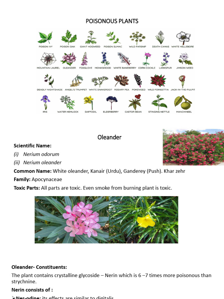 Toxicity of Common Poisonous Plants | PDF | Vomiting | Allergy