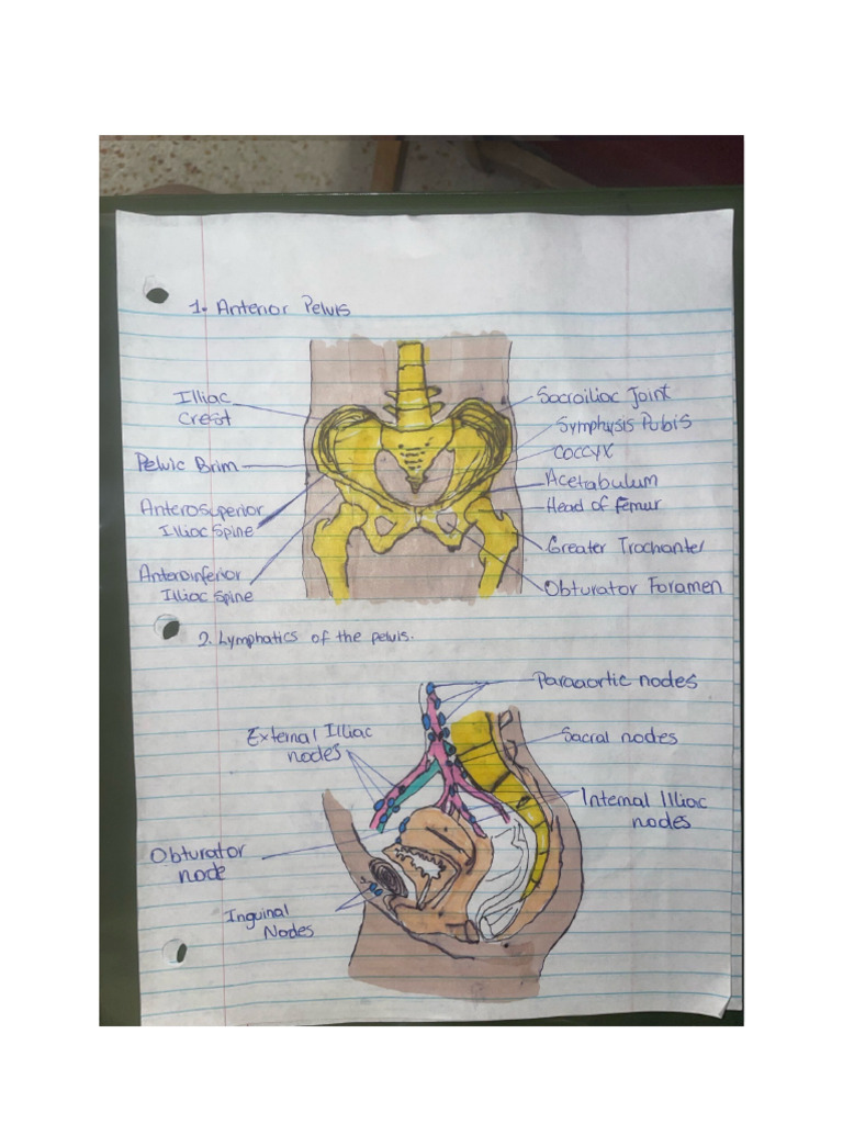 Week 7 Sectional Anatomy | PDF