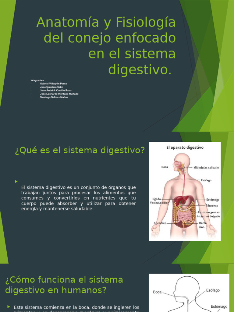 Anatomía y Fisiología Del Conejo Enfocado en El | PDF | Sistema ...