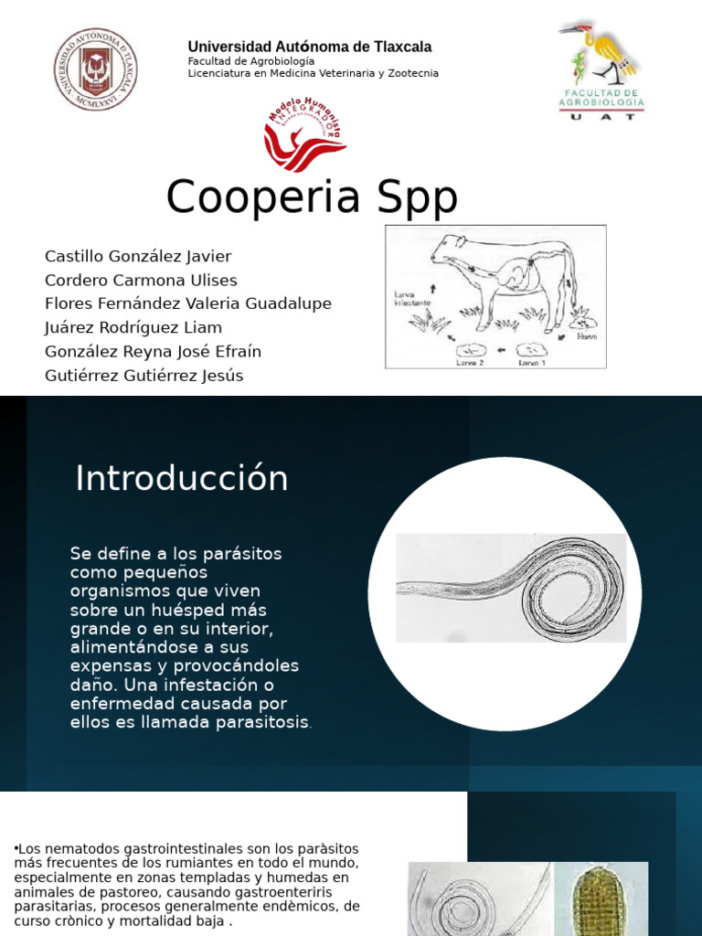 Cooperia SPP | PDF | Tracto gastrointestinal | Intestino delgado