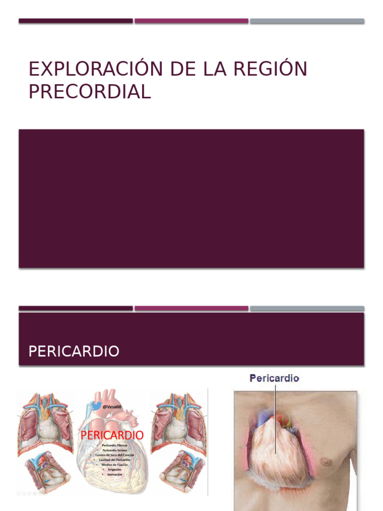 Percucion | PDF