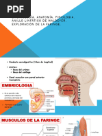 Anatomía y Fisiología de La Rinofaringe, Orofaringe e Hipofaringe | PDF ...