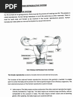 The Anatomy of Cattle Reproductive System | PDF | Luteinizing Hormone ...