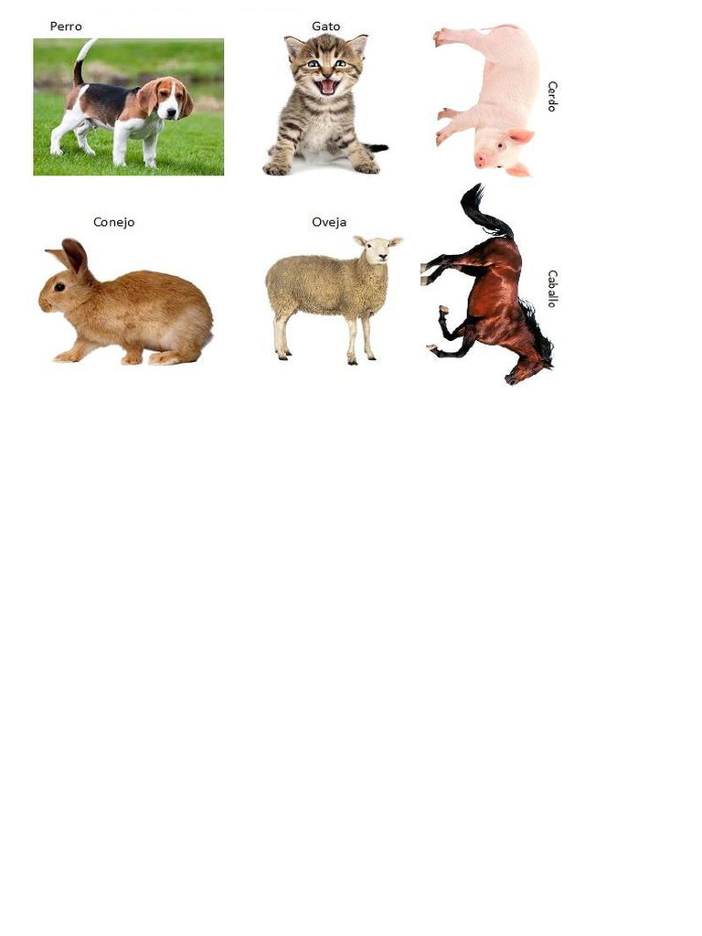 Animals | PDF