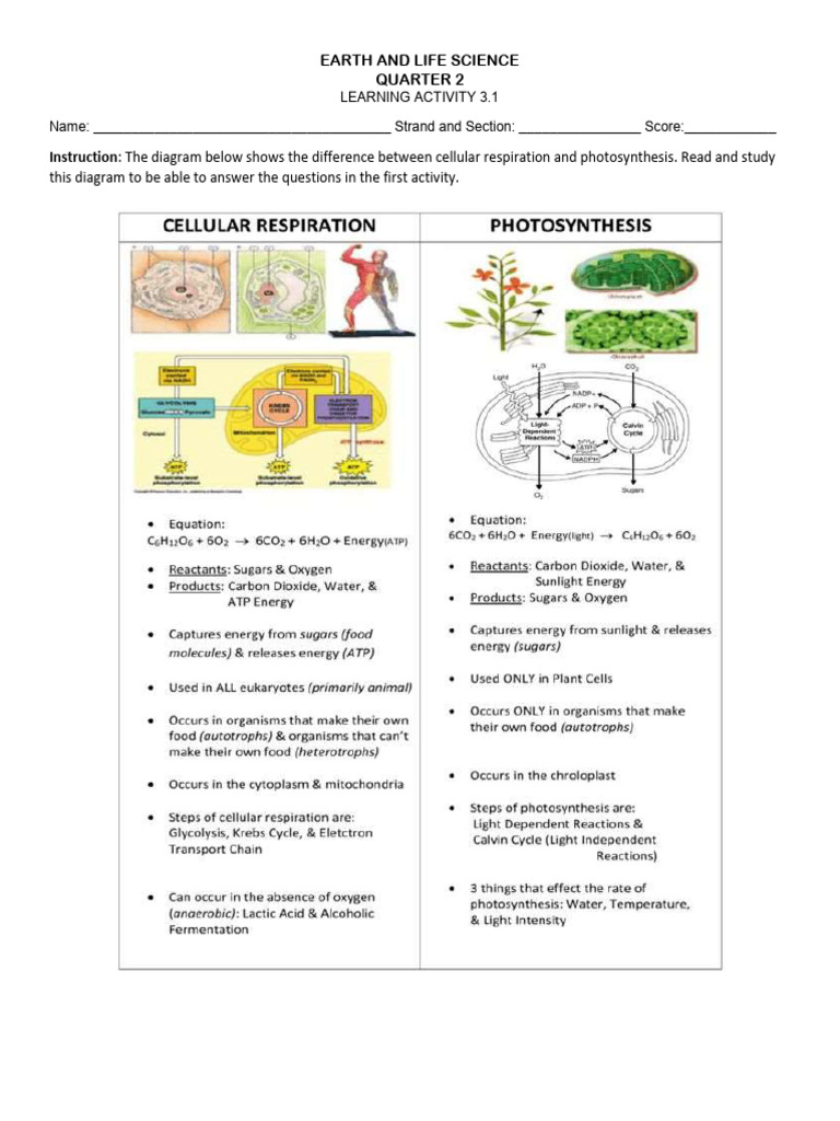 Photosynthesis, Food Chains, and Adaptation Activities | PDF | Plants ...