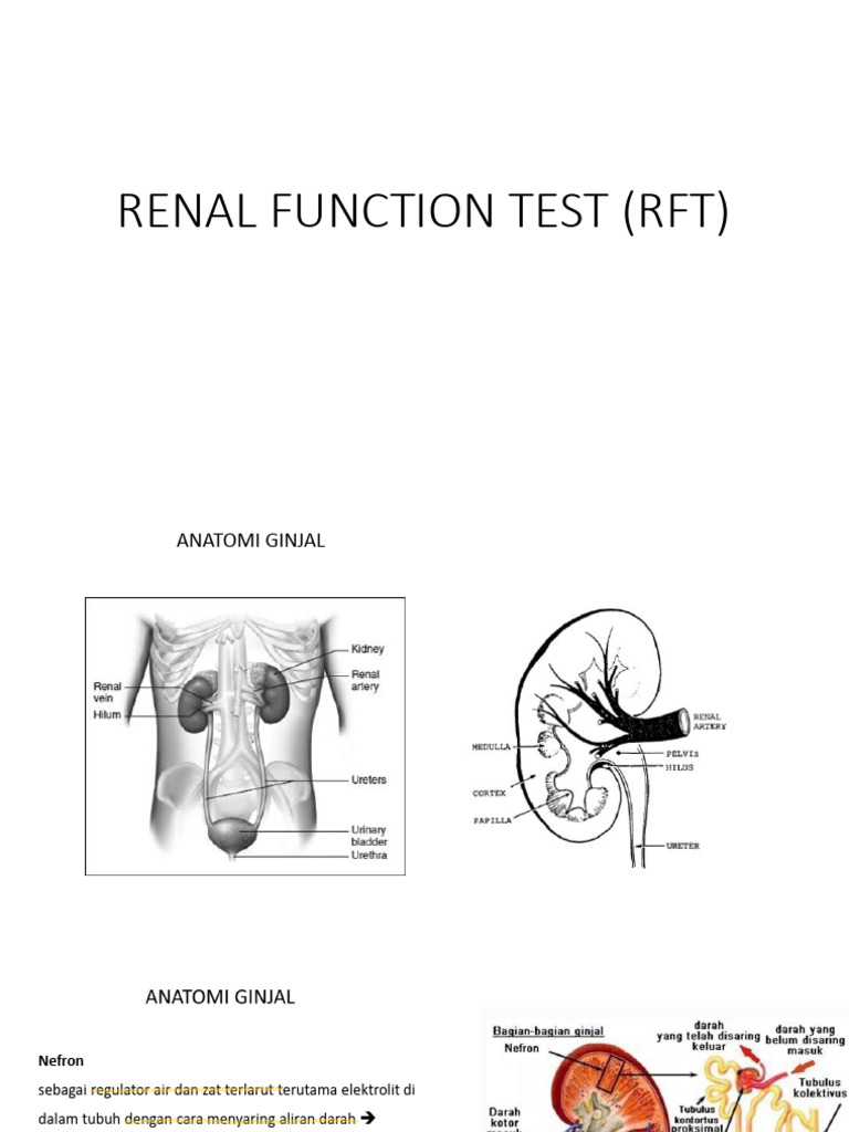 Renal Function Test | PDF