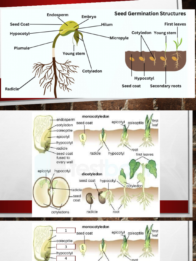 Seed Germination Process Explained | PDF | Seed | Embryo