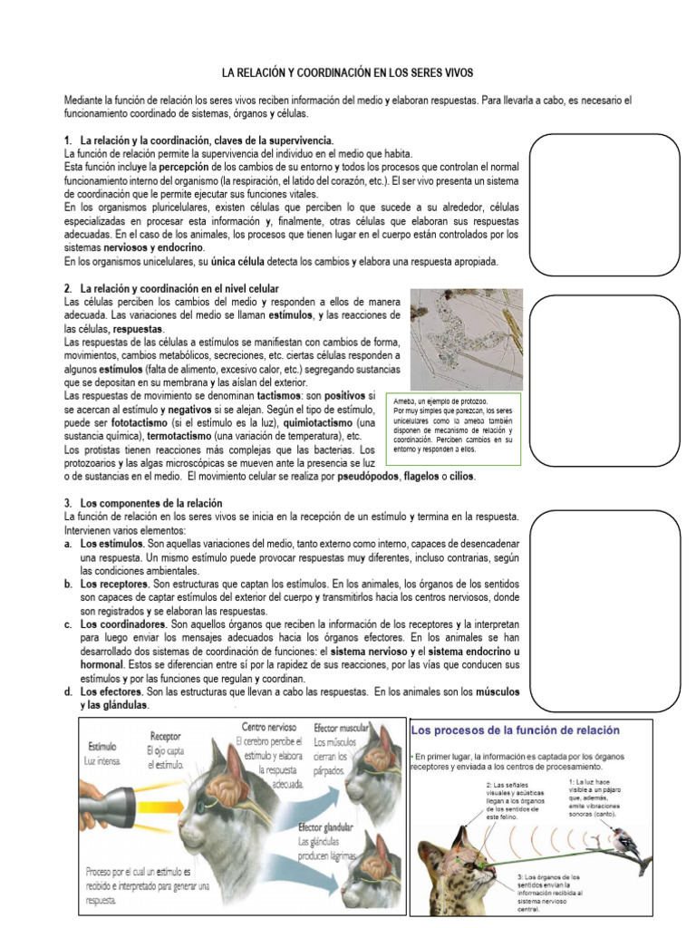 La Relación y Coordinación en Los Seres Vivos | PDF | Biología Celular) | Sentidos