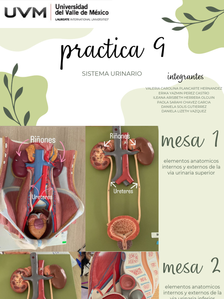 Sistema Urinario Practica8 | PDF | Sistema urinario | Riñón