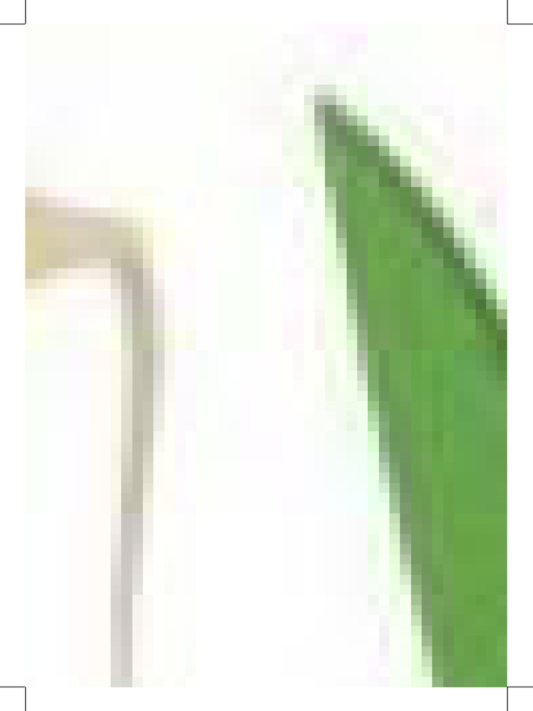 Sprout | PDF