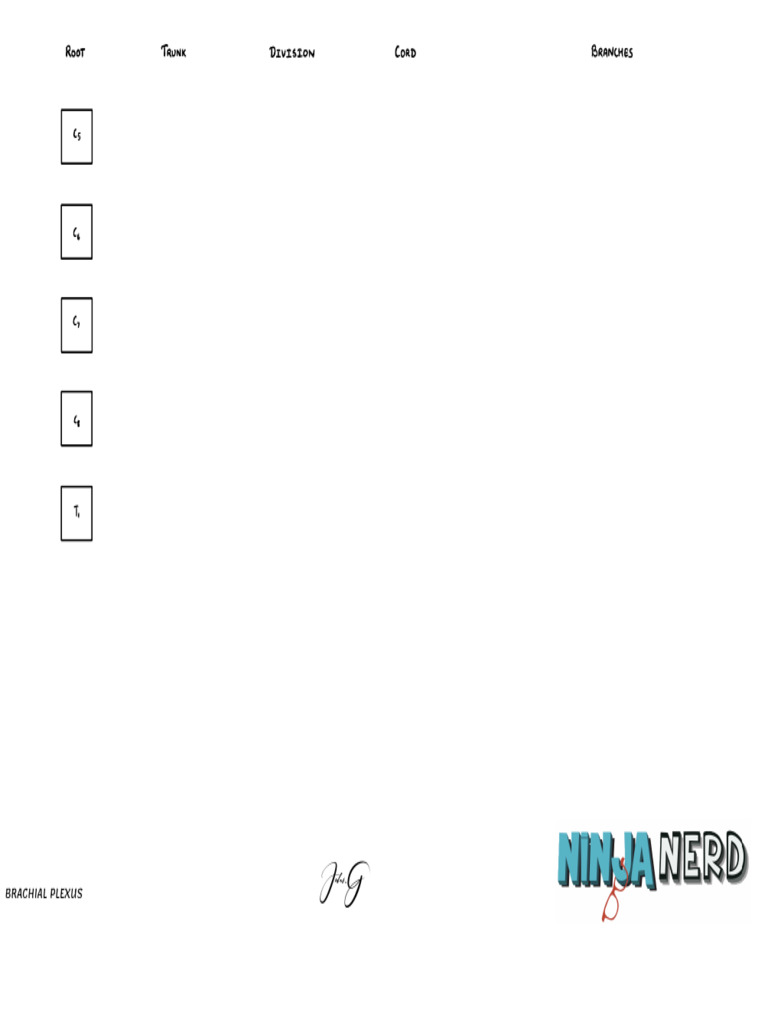Neurology Physiology) 63 Plexus) Brachial Plexus) - Handout | PDF