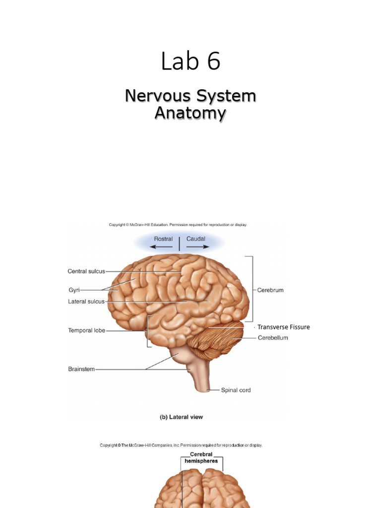 BIO353 Lab #6 Nervous System PDF | PDF | Cerebrum | Neuroscience