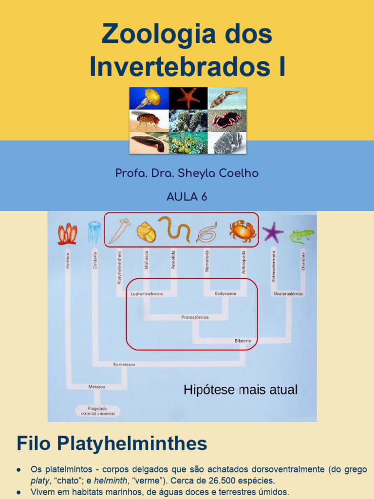 Aula 6 - Zoologia Dos Invertebrados I | PDF | Anatomia