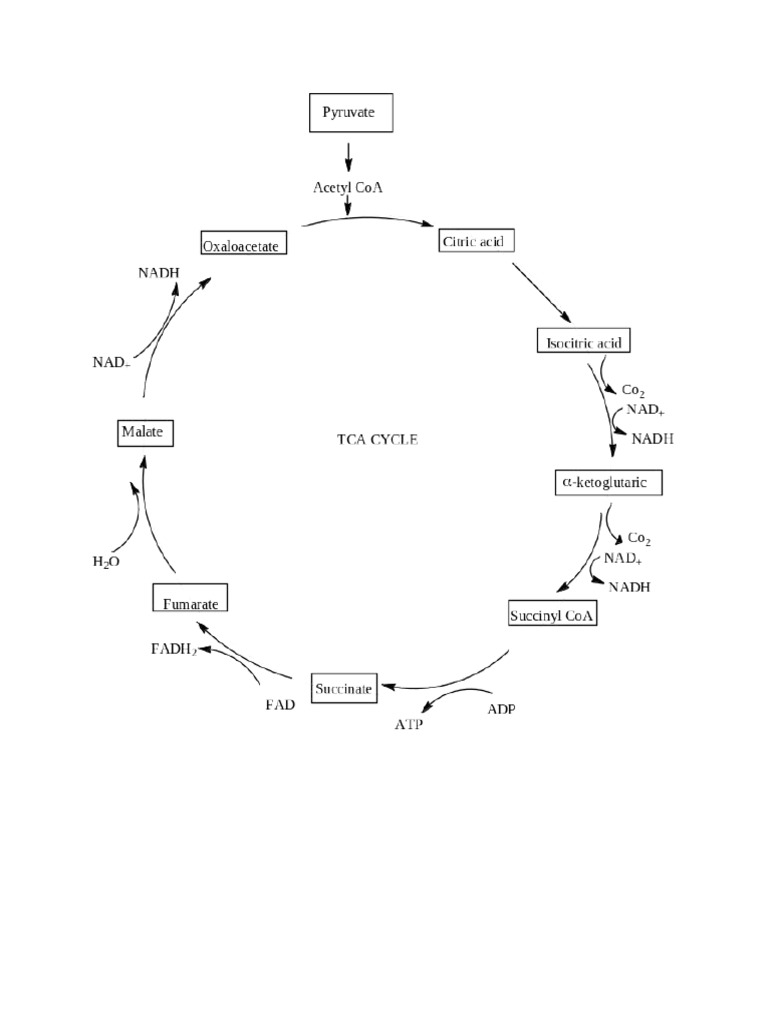 CYCLE | PDF