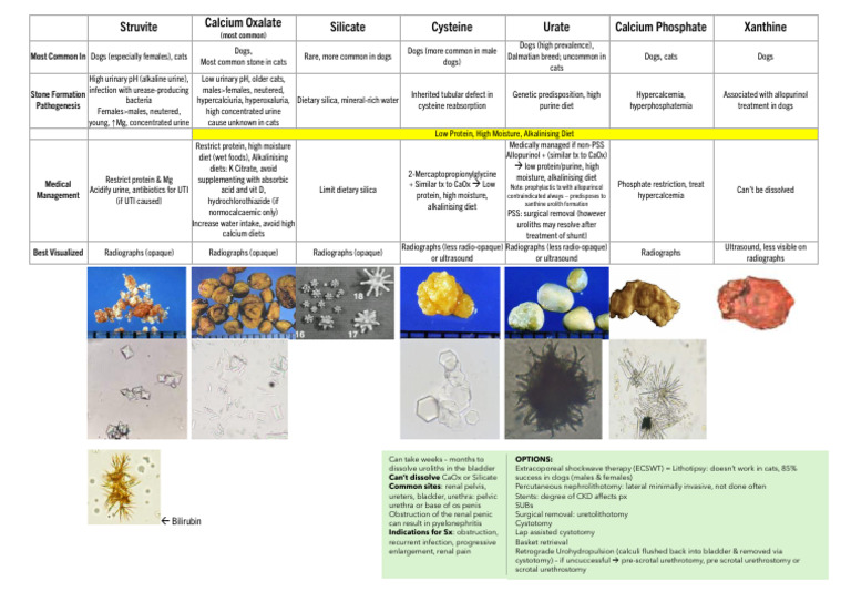 Urinary Crystals in The Dog & Cat | PDF | Urinary System | Clinical ...